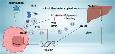 Frontiers | Distinctive modulation of hepcidin in cancer and its ...