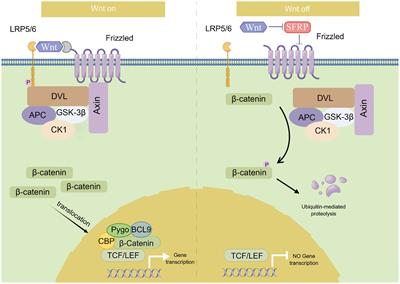 Frontiers | CTNNB1 in neurodevelopmental disorders