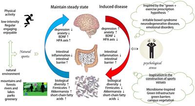 Frontiers | Mechanism and implications of pro-nature physical activity ...