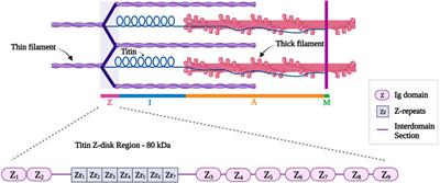 Frontiers | Structural and signaling proteins in the Z-disk and their ...