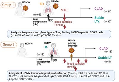 Frontiers | Changes in HCMV immune cell frequency and phenotype are ...