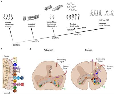 Frontiers | Spinal cords: Symphonies of interneurons across species