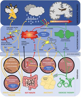 Frontiers | The effects of physical activity on glutamate ...