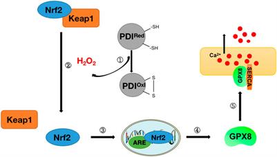Frontiers | Research progress of glutathione peroxidase family (GPX) in ...