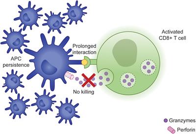 Frontiers | Insights into the cellular pathophysiology of familial ...