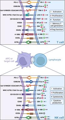 Frontiers | Immune checkpoints on T and NK cells in the context of HBV ...