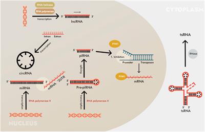 Frontiers | Investigations into the impact of non-coding RNA on the ...