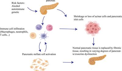 Frontiers | Immune cells and immune cell-targeted therapy in chronic ...