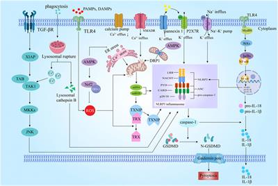 Frontiers | The role of NLRP3 inflammasome-mediated pyroptosis in ...