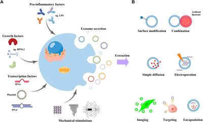 Frontiers | The biological applications of exosomal-based materials in ...