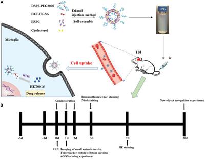 Frontiers | Reactive oxygen species-responsive HET0016 prodrug-loaded ...