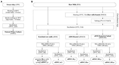 Frontiers | Selective enrichment of the raw milk microbiota in cheese ...