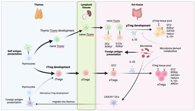 Frontiers | Regulatory T cells in peripheral tissue tolerance and diseases