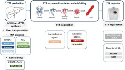 Frontiers | Treating amyloid transthyretin cardiomyopathy: lessons ...