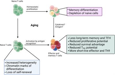 Frontiers | T cell aging and Alzheimer’s disease