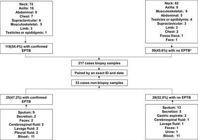 Frontiers | Diagnosis of extrapulmonary tuberculosis by ultrasound ...