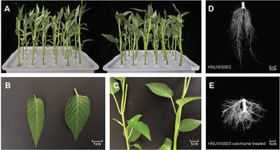 Frontiers | The creation of autotetraploid provides insights into ...