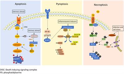Frontiers | Inflammatory cell death induced by 5-aminolevulinic acid ...