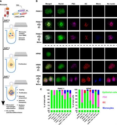 Frontiers | Characterization of 3D heterocellular spheroids of ...