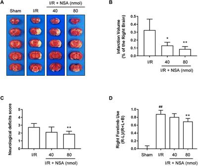 Frontiers | The brain protection of MLKL inhibitor necrosulfonamide ...