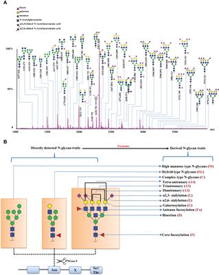 Frontiers | Serum protein N-glycome patterns reveal alterations ...