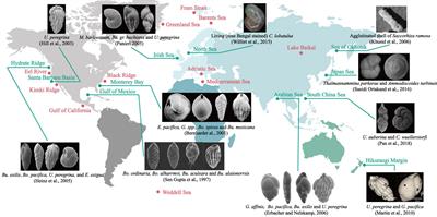 Frontiers | Foraminifera associated with cold seeps in marine sediments