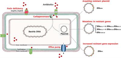 Frontiers | In vivo adaptive antimicrobial resistance in Klebsiella ...