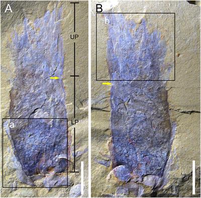 Frontiers | Two new metazoans from the Cambrian Guanshan biota of China