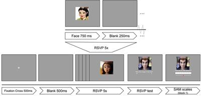 Frontiers | Stylized faces enhance ERP features used for the detection ...