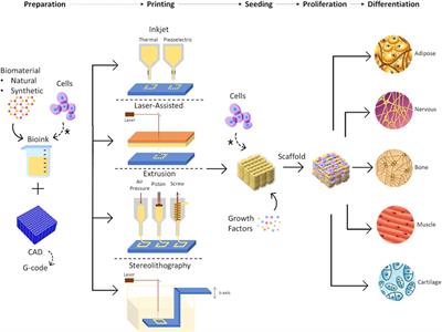 Frontiers | A review of bioengineering techniques applied to breast ...