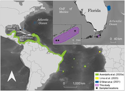 Frontiers | Genetic confirmation of Octopus insularis (Leite and ...