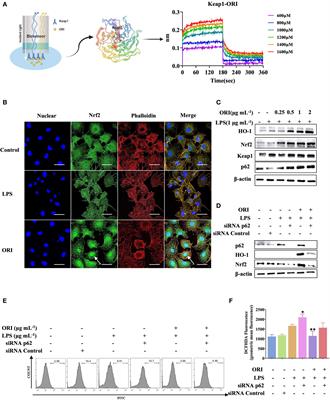 Frontiers | Oridonin inhibits inflammation of epithelial cells via dual ...