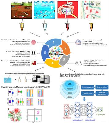 Frontiers | Trends in forensic microbiology: From classical methods to ...