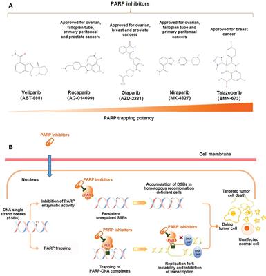 Frontiers | Use of PARP inhibitors in prostate cancer: from specific to ...