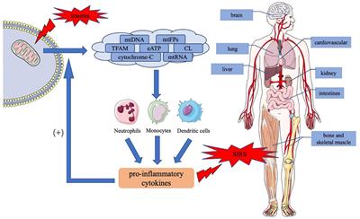 Frontiers | The role of mtDAMPs in the trauma-induced systemic ...