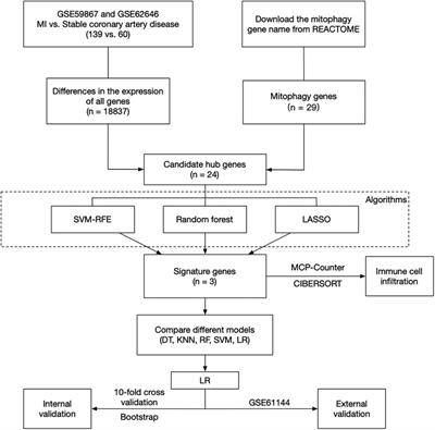 Coronary Artery Disease Pathophysiology Diagram