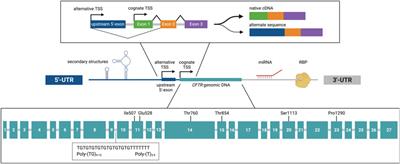 Frontiers | Features of CFTR mRNA and implications for therapeutics ...