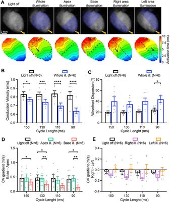 Frontiers | Optogenetic manipulation of cardiac repolarization ...