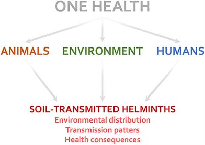 Soil Transmitted Helminths