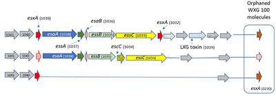 Frontiers | Type VII secretion system and its effect on group B ...
