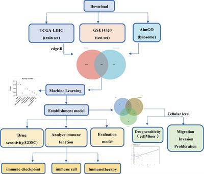 Frontiers | Machine learning-based prognostic modeling of lysosome ...