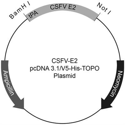 Frontiers | Cross-reactivities and cross-neutralization of different ...