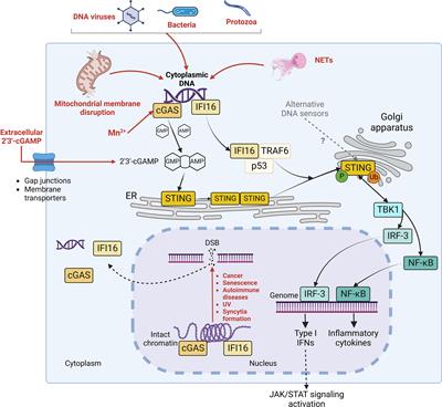 Frontiers | Interplay between RNA viruses and cGAS/STING axis in innate ...