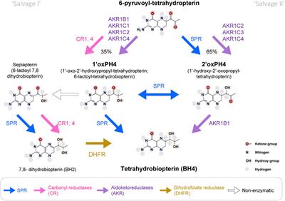Frontiers | Peripheralized sepiapterin reductase inhibition as a safe ...
