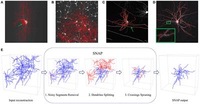 Frontiers | SNAP: a structure-based neuron morphology reconstruction ...