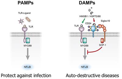 Frontiers | CD24-Siglec interactions in inflammatory diseases