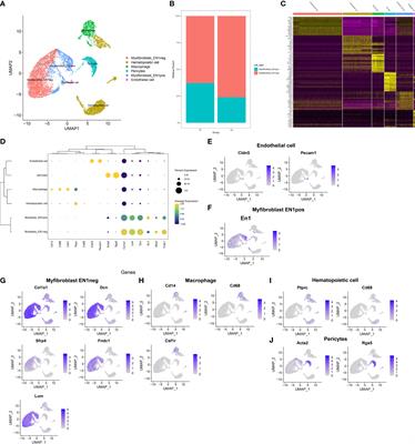 Frontiers | Corrigendum: Single-cell RNA-seq analysis reveals cellular ...