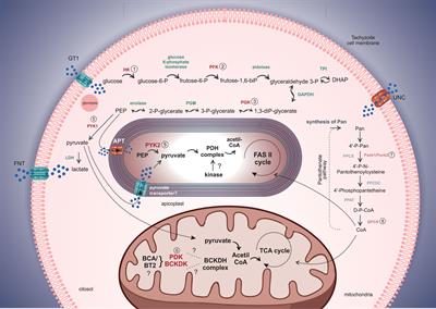 Frontiers | Protein kinases on carbon metabolism: potential targets for ...