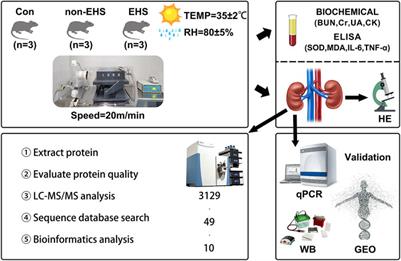 Frontiers | Proteomics analyses of acute kidney injury biomarkers in a ...