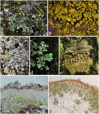 Frontiers | Discovery and excavation of lichen bioactive natural products